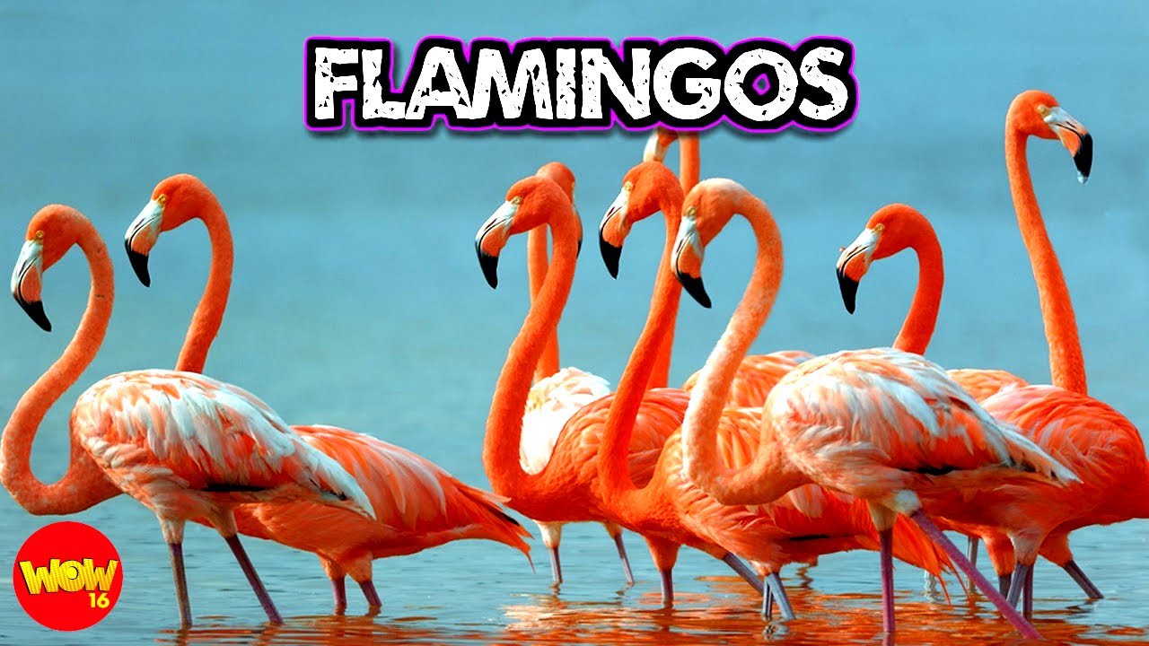 Listen, See and Think: Episode 445 (Flamingos) - YouTube