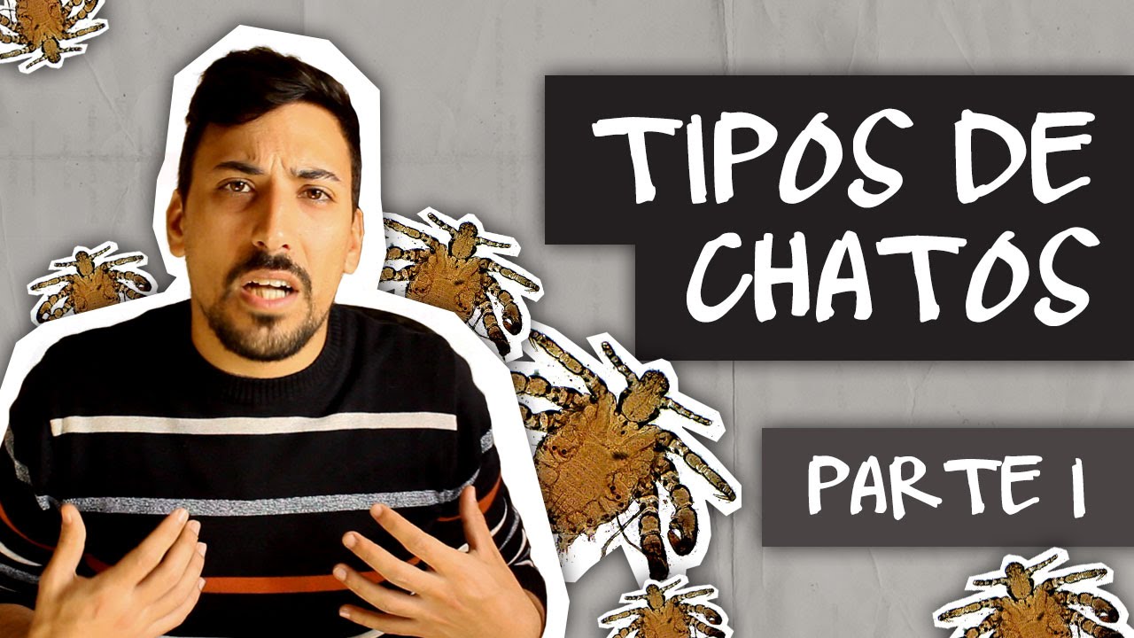 TIPOS DE CHATOS - PARTE 1 - YouTube