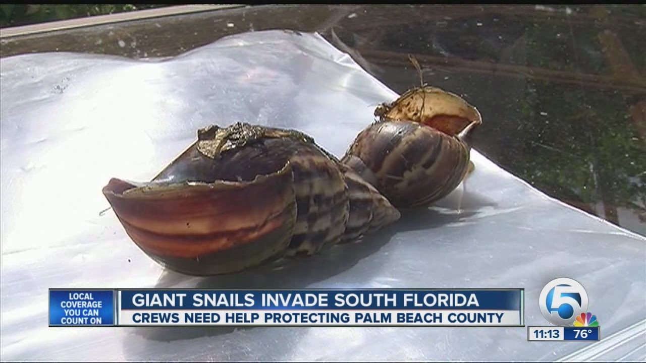 Giant snails invade South Florida - YouTube