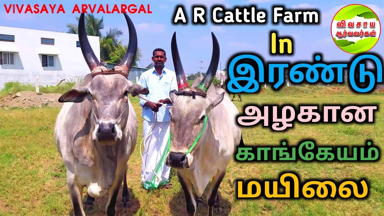 இரட்டை திமில்|நல்ல அழகு|நல்ல குணம்|A R மாட்டு பண்ணையின் அருமையான ...