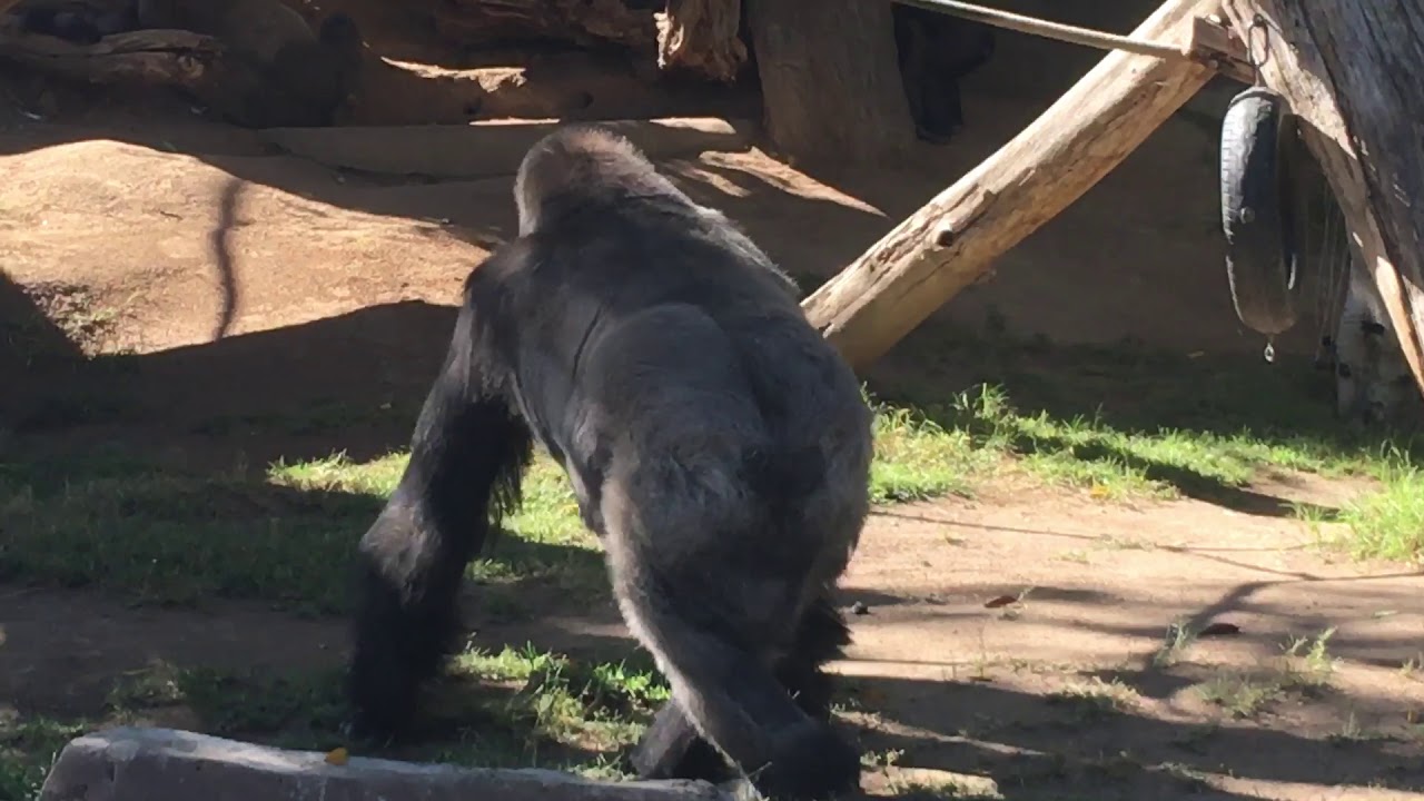 Silverback gorilla - YouTube