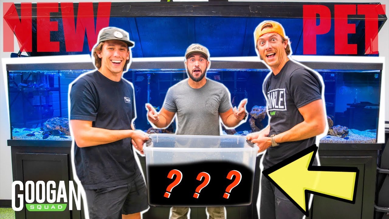 CATCHING New GOOGAN PET For Our 500 GALLON TANK! - YouTube