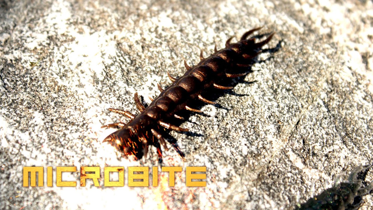 Microbite Hellgram ötökkäjigin esittely - YouTube