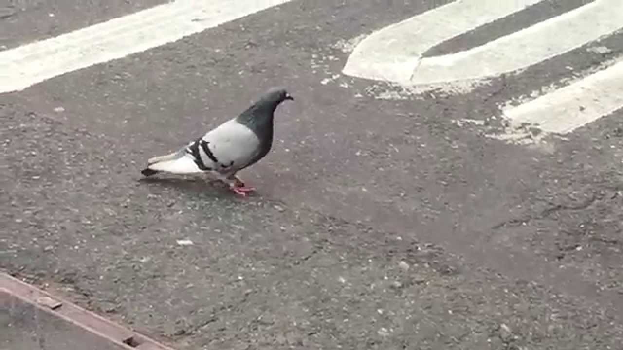 POOR ONE FOOTED PIGEON LOOKING FOR GRUB ON W. 42ND ST. IN TIMES SQUARE ...