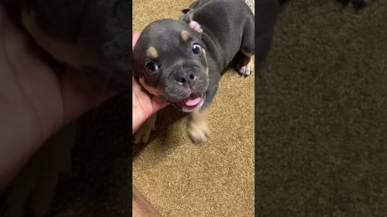 AMERICAN BULLY NANO SIZE #shorts #bully #puppy - YouTube