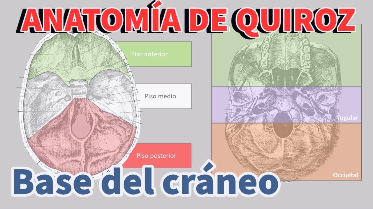 Base del cráneo l Anatomía de Quiroz - YouTube