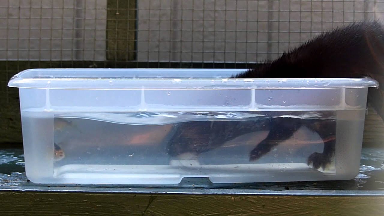 Wink the Mink learning to 'Fish' - YouTube