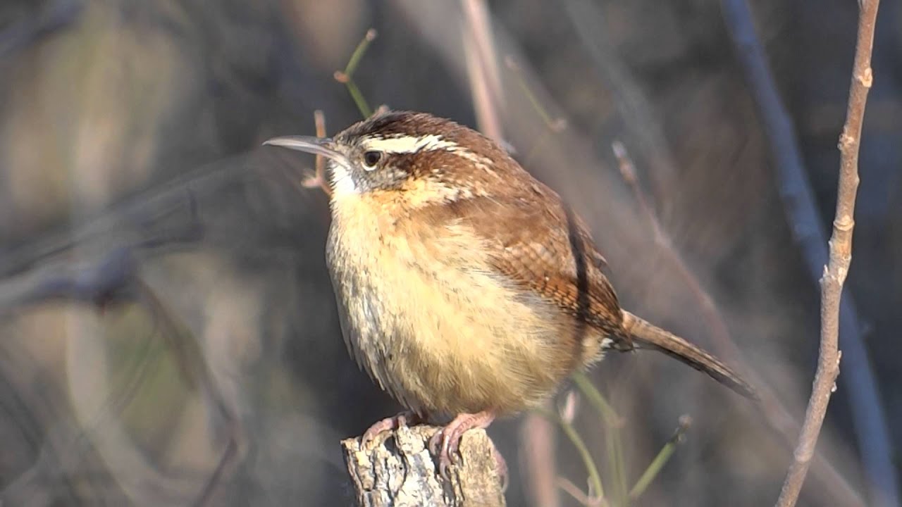 Carolina Wren in North Texas - YouTube