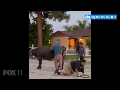 Cow charges at man in Pico Rivera - YouTube