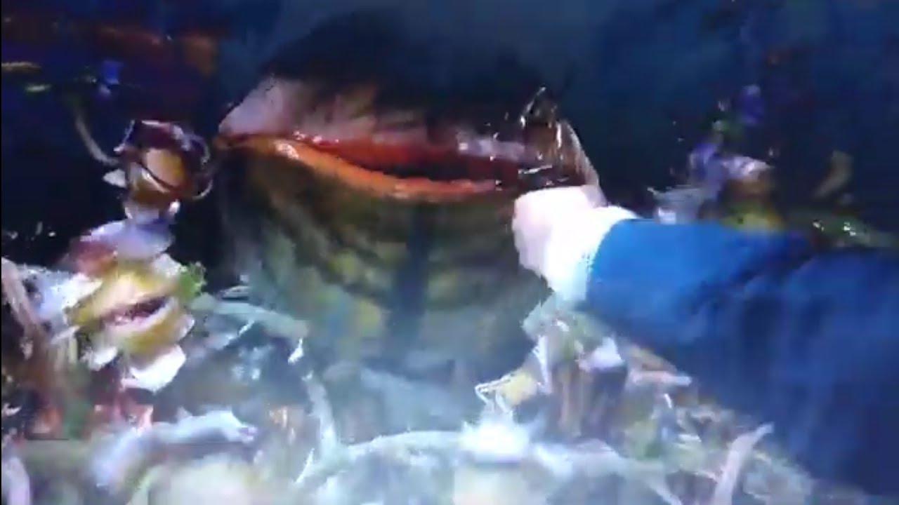 HMV Ode to A rat - YouTube