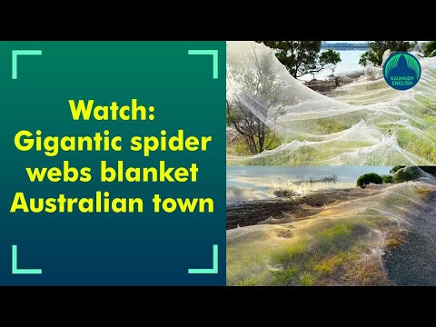 Giant spider webs blanket Australian town Victoria