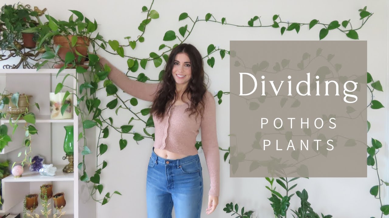 Dividing My Pothos Plant | Pothos Plant Wall - YouTube