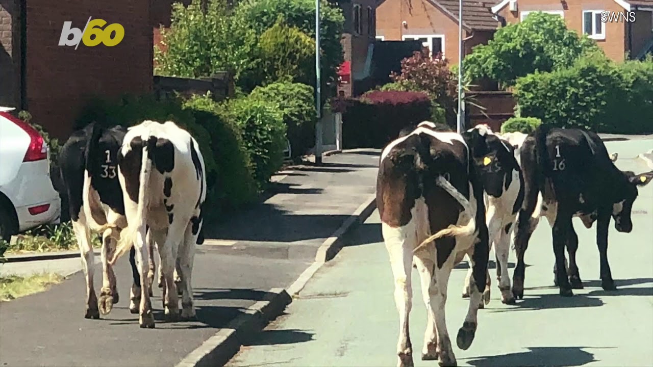 100 Cows Escape Farm & Take Over Neighborhood - YouTube