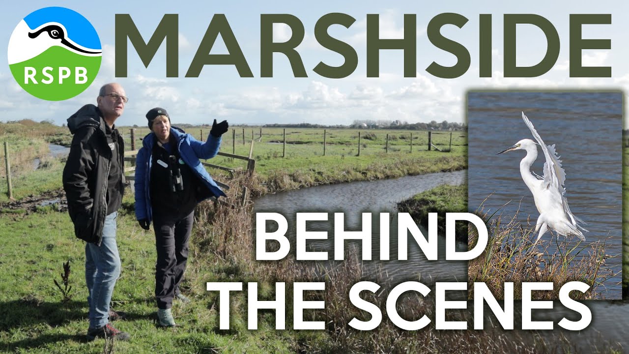 RSPB Marshside Behind the scenes What the public don't normally see ...