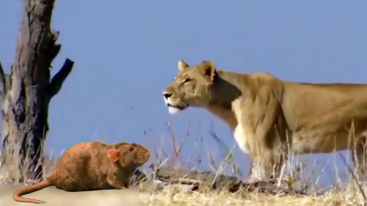 A group of lions attack defenseless field mice! Why are lions afraid of ...