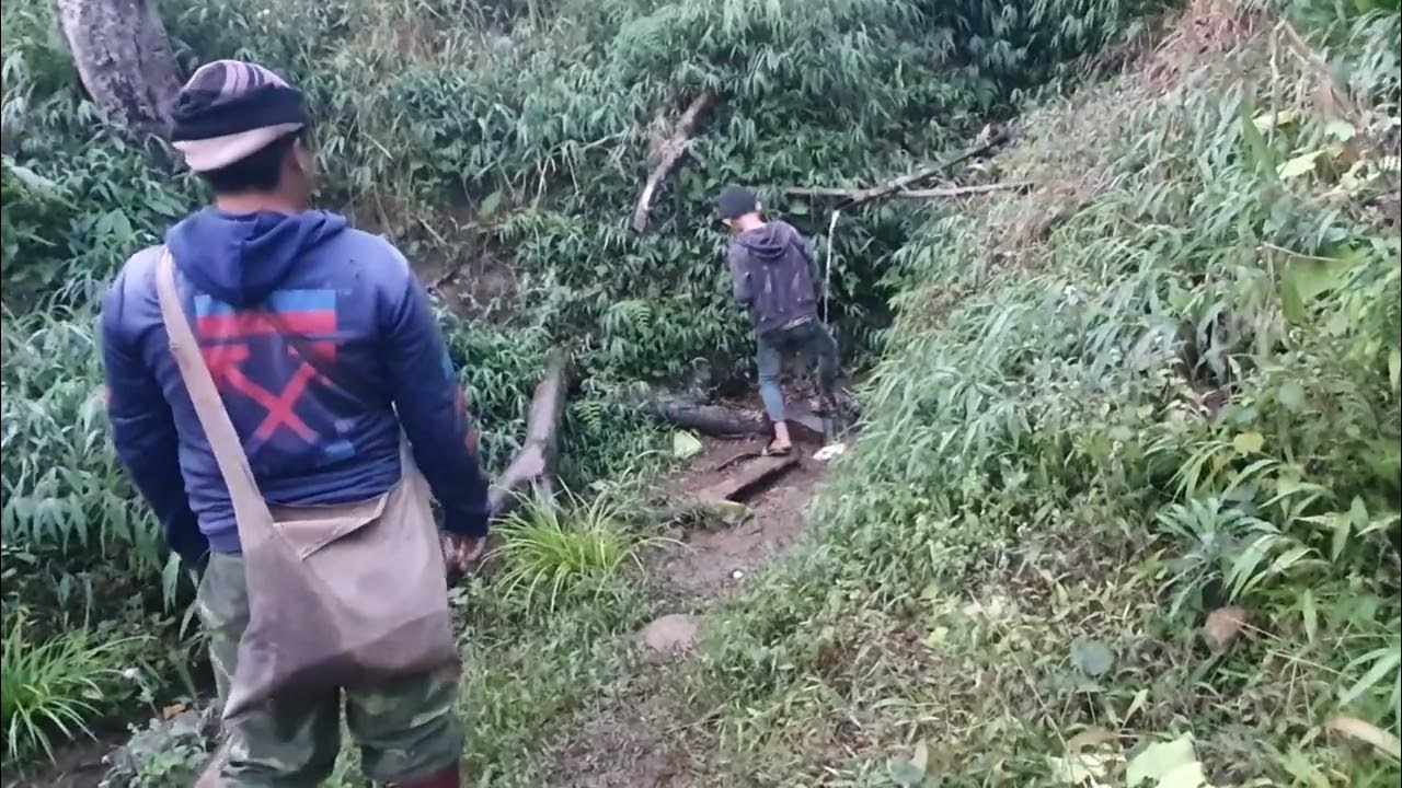 mus pab niam thiab txiv hlais nplej os 20/11/2022 - YouTube