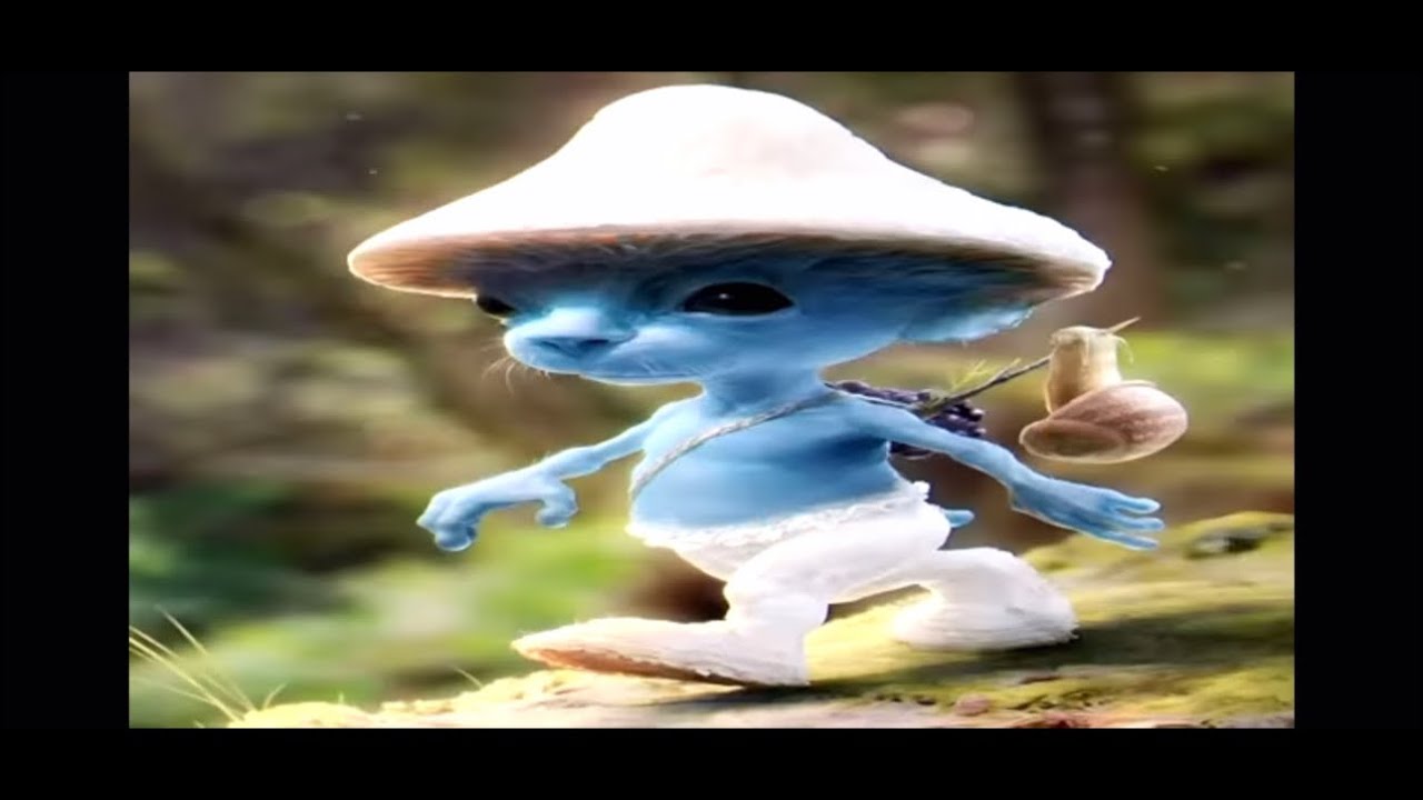 All Smurf Cat videos 1-8 - YouTube