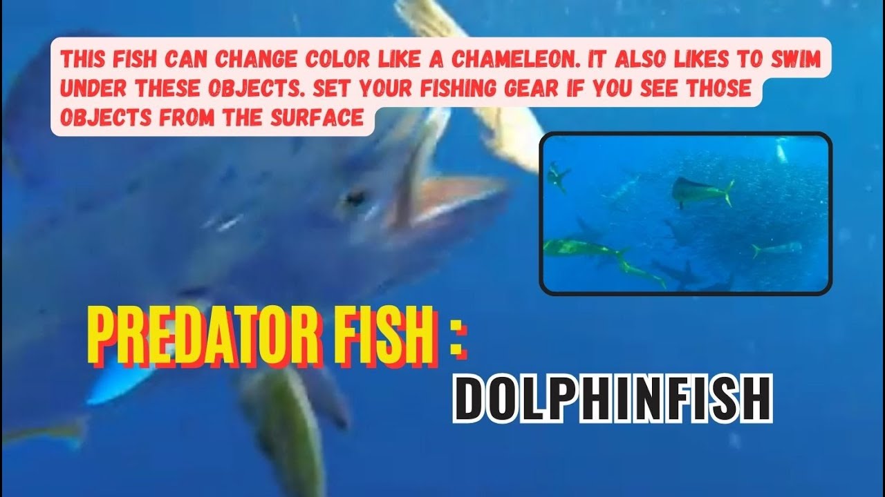Mahi mahi is the angler's favorite fish which can change color like a ...