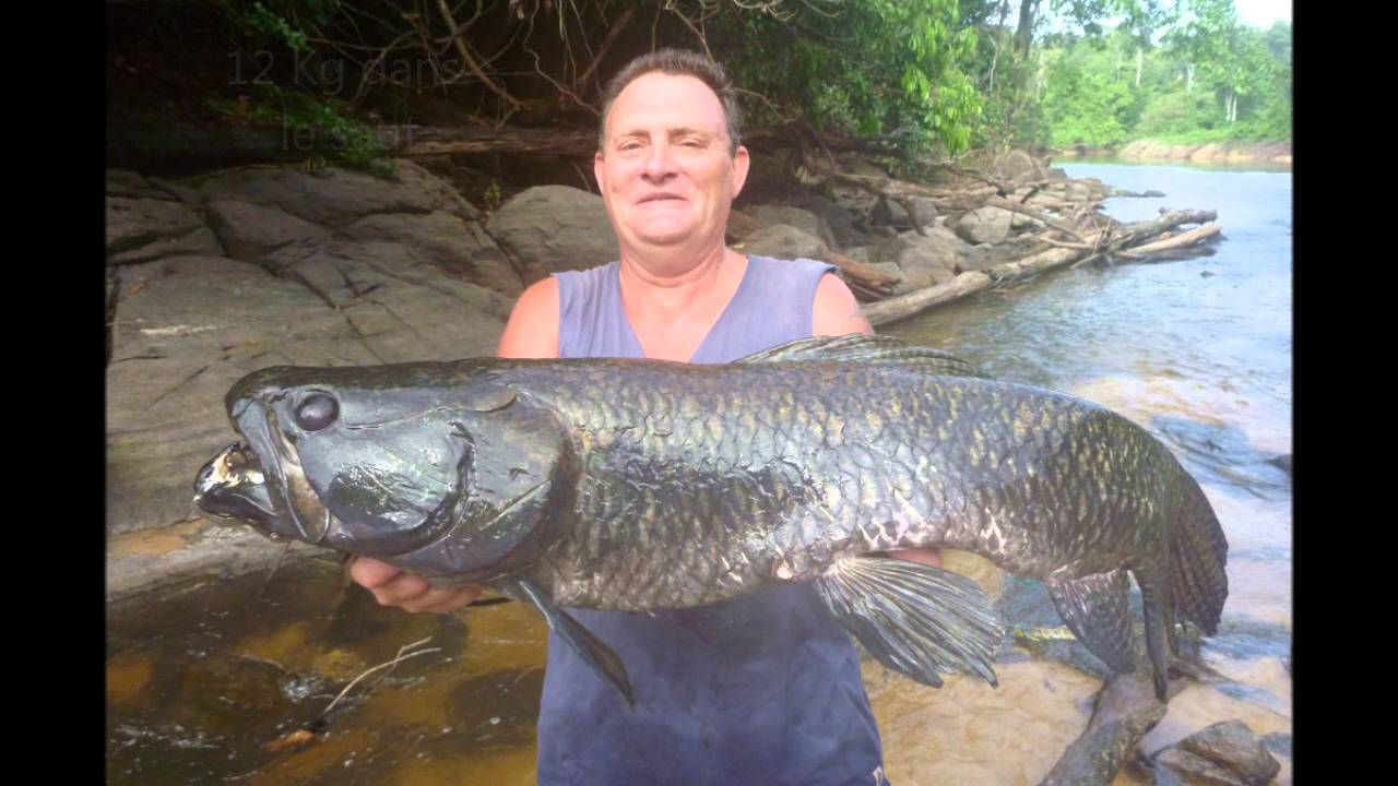 Aimara: 3ème retour en Guyane Octobre 2015 - YouTube