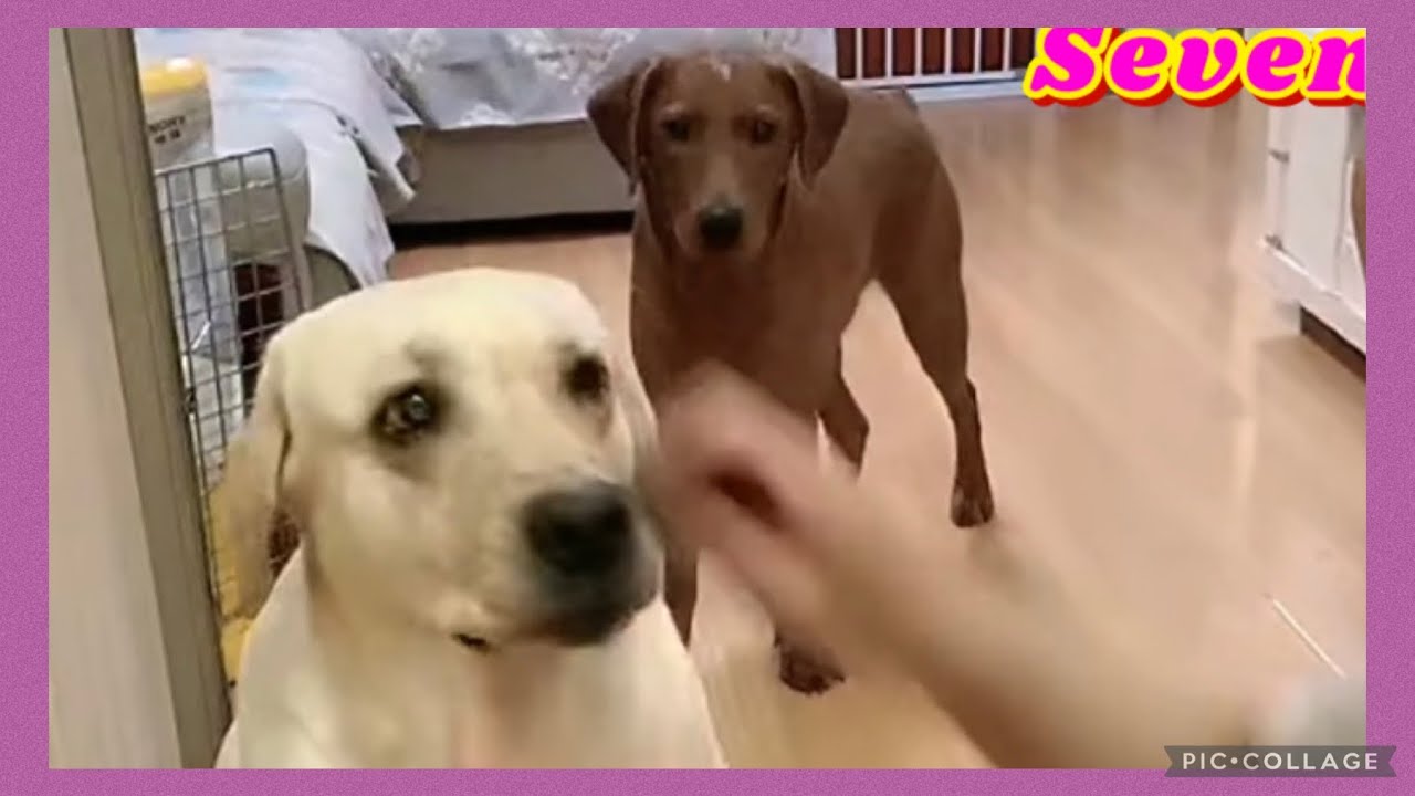 拉布拉多seven與老四2021-4-25直播💕💗 ️#寵物Labrador seven - YouTube