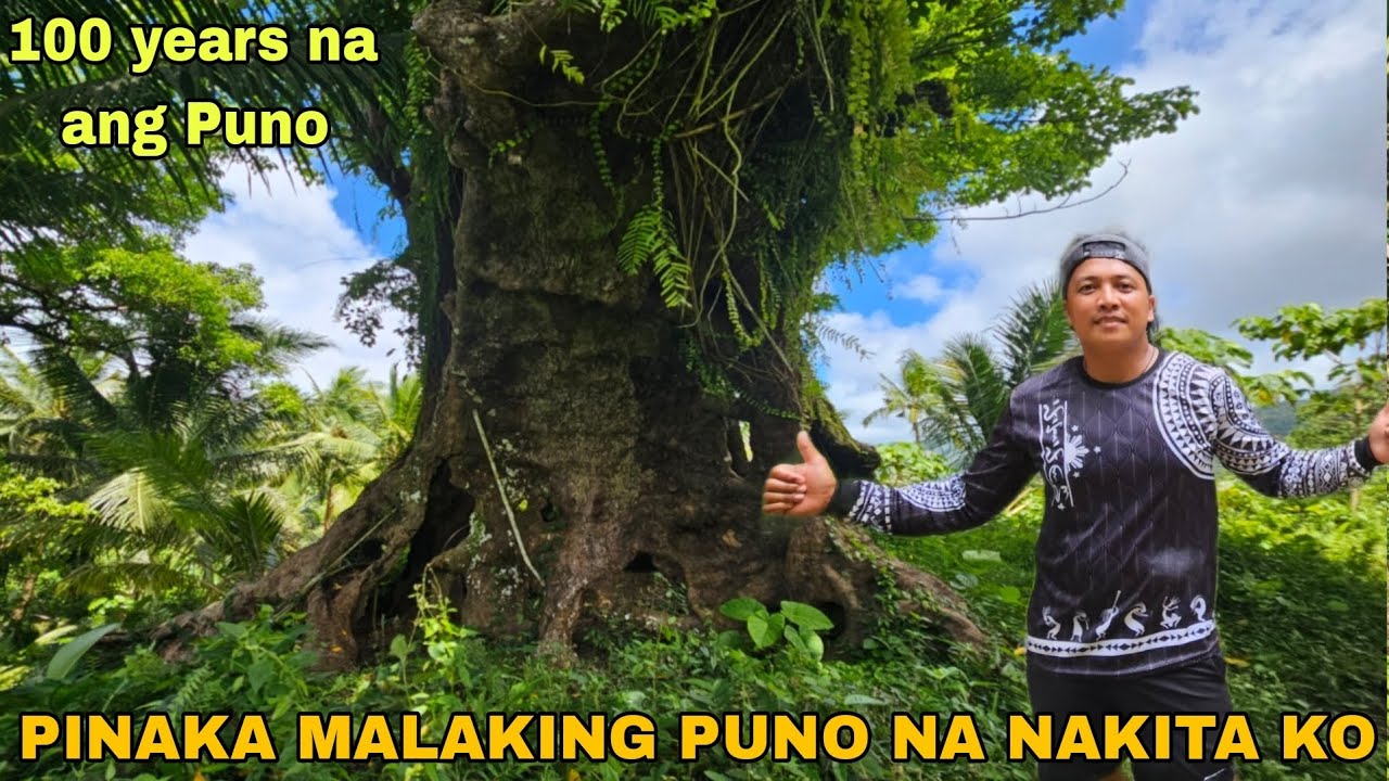 Pinaka Malaking Puno na nakita ko sa Gitna ng gubat almost 100 years ...