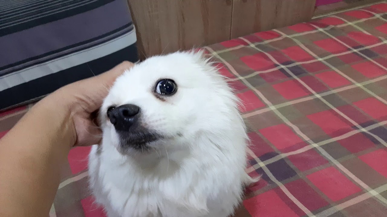 My little sungit baby dog - YouTube