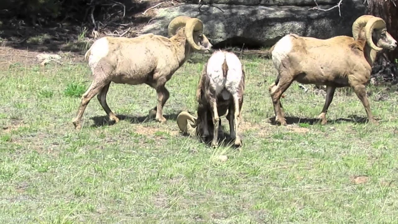 Bighorn Sheep at Rocky Mountain National Park - YouTube