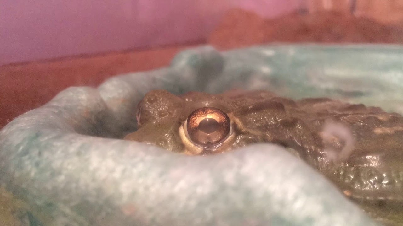 Pixie Frog Pupil Shrinking Time Lapse - YouTube