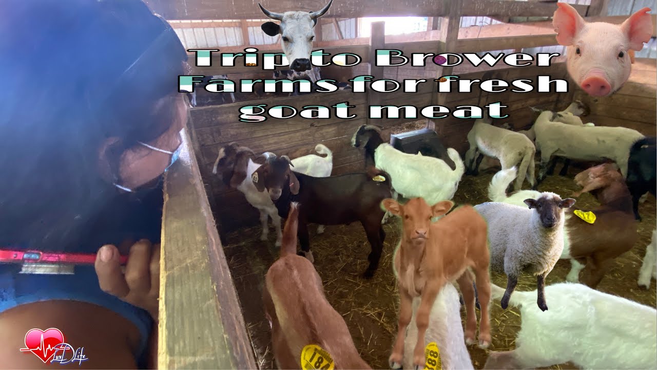 Trip to Brower Farms, Michigan, for fresh goat meat - YouTube