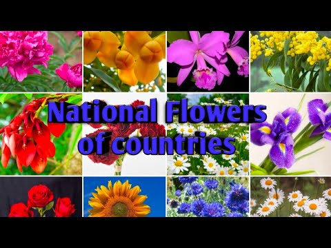 National Flowers of countries with flags - YouTube