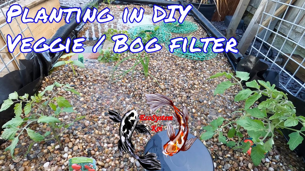 Planting in My DIY Pond Veggie / Bog Filter, Tomatoes, Onions, Straws ...