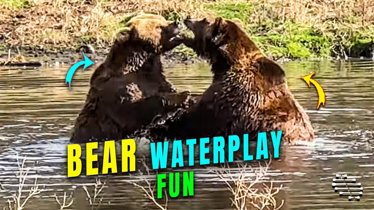 Two Bears Playing Together in Water - YouTube