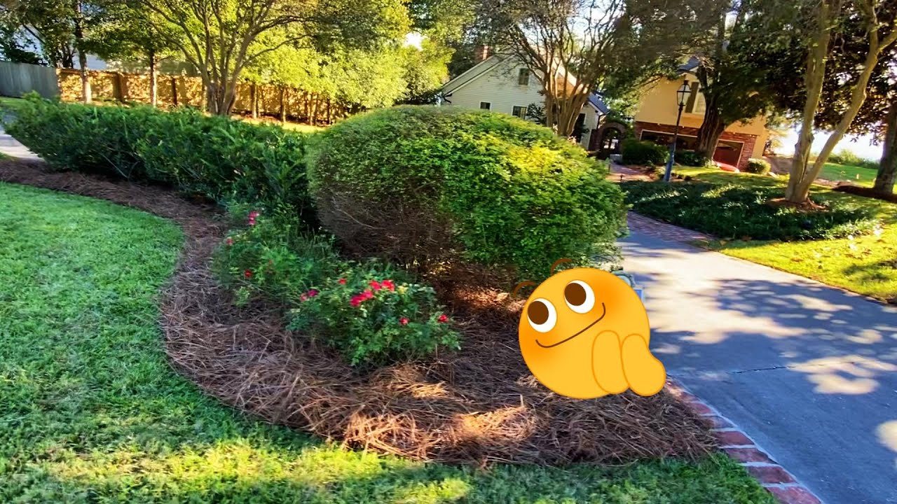 Landscape Walk Thru | Bush Trimming, New Plants, Sod Installed, & Pine ...