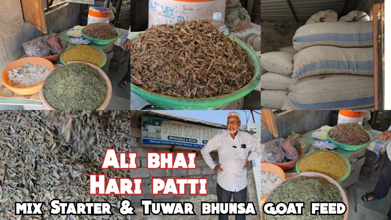Ali bhai Hari patti in Hyderabad | mix Starter & Tuwar bhunsa goat feed ...