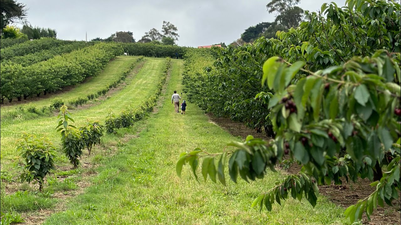 Beautiful cherries of Cherry Haven, and beautiful birds of Melbourne. - YouTube