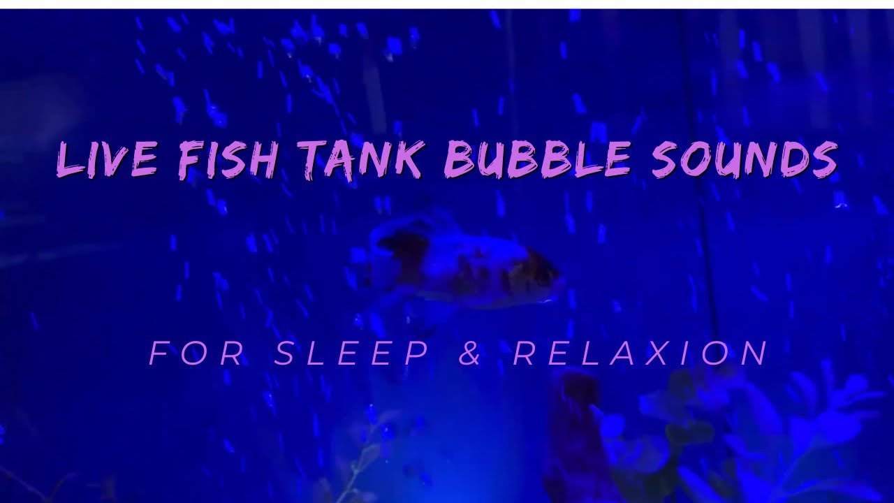 Live Fish Tank Sound, Feel The Bubbles & Fall Asleep Easily - YouTube