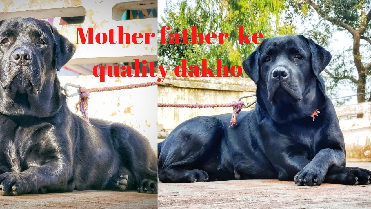 only quality lovers k lia lab puppy - YouTube