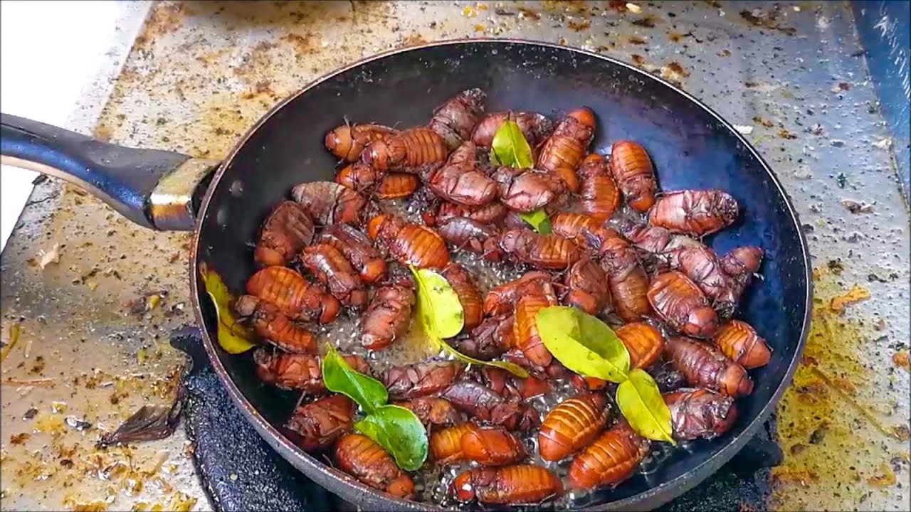 Amazing food - Fried Cockchafer Bug ( Awesome Thai Food Recipes ...