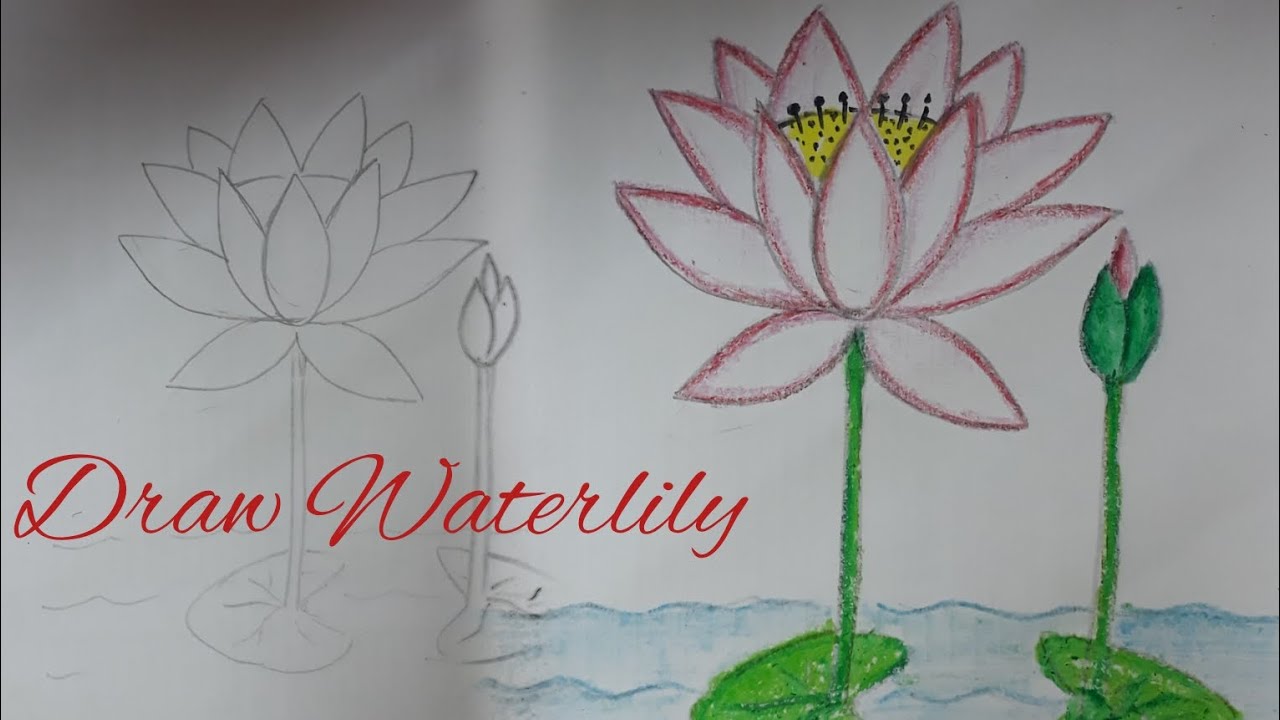 How to draw Waterlily 🌼Step by step |Water lily Drawing for Beginners ...