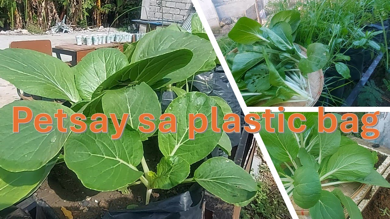 Petsay sa plastic bag - YouTube