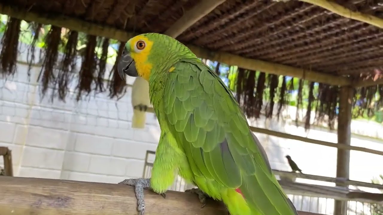PAPAGAIO DO MANGUE FÊMEA QUE VOZ GROSSA 🤣 Tafarel e Tadeu Santos ...