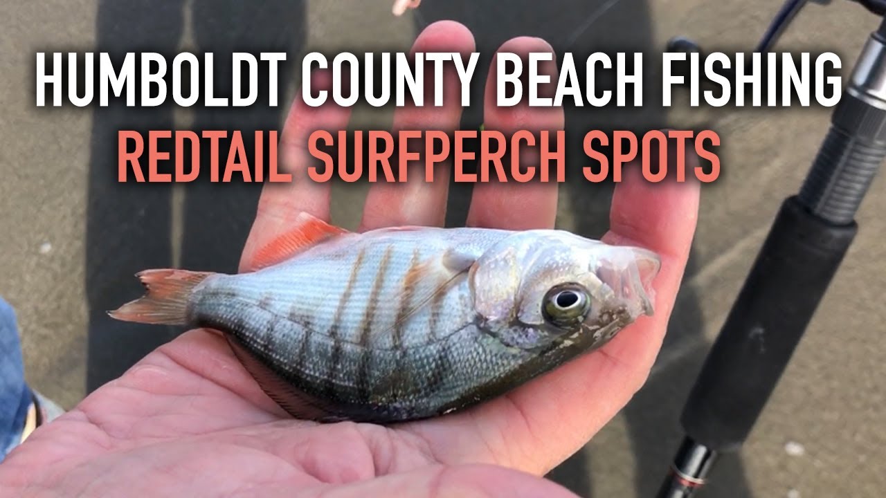 Redtail surfperch beach fishing spots in Humboldt County - YouTube