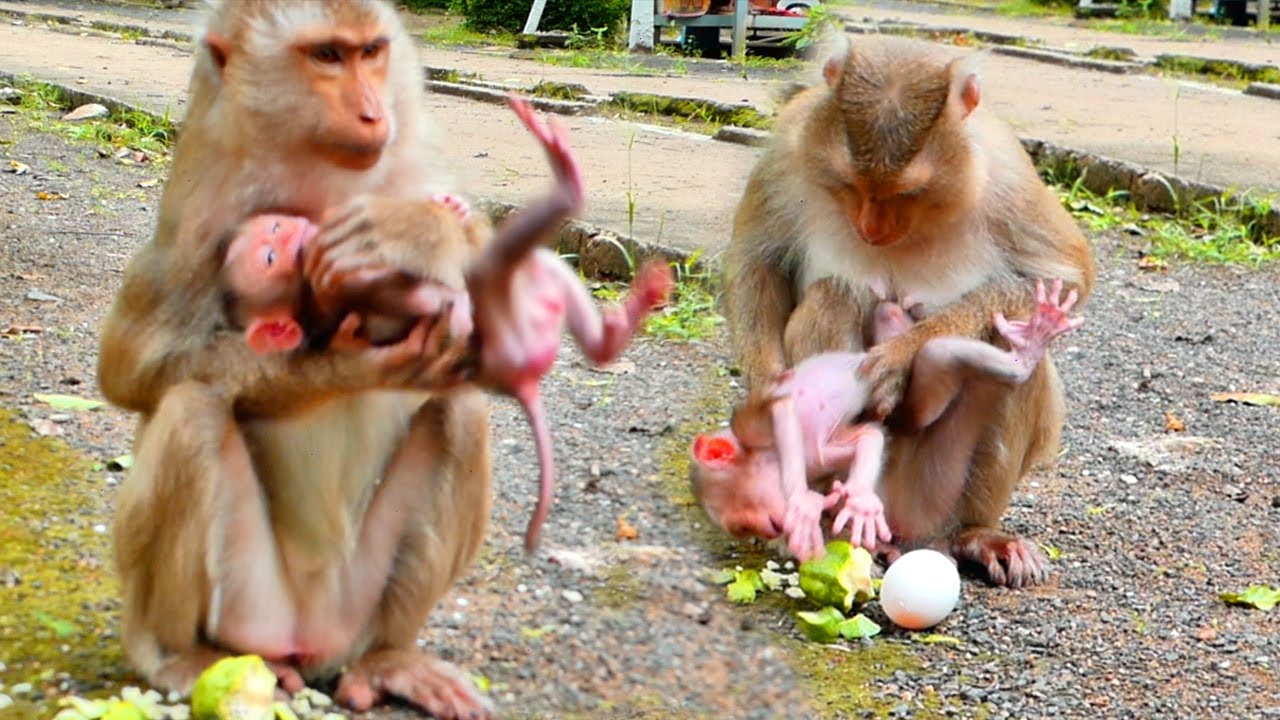 Update Video ! Baby monkey MOKEN tries to moves out of mom - Cos he ...