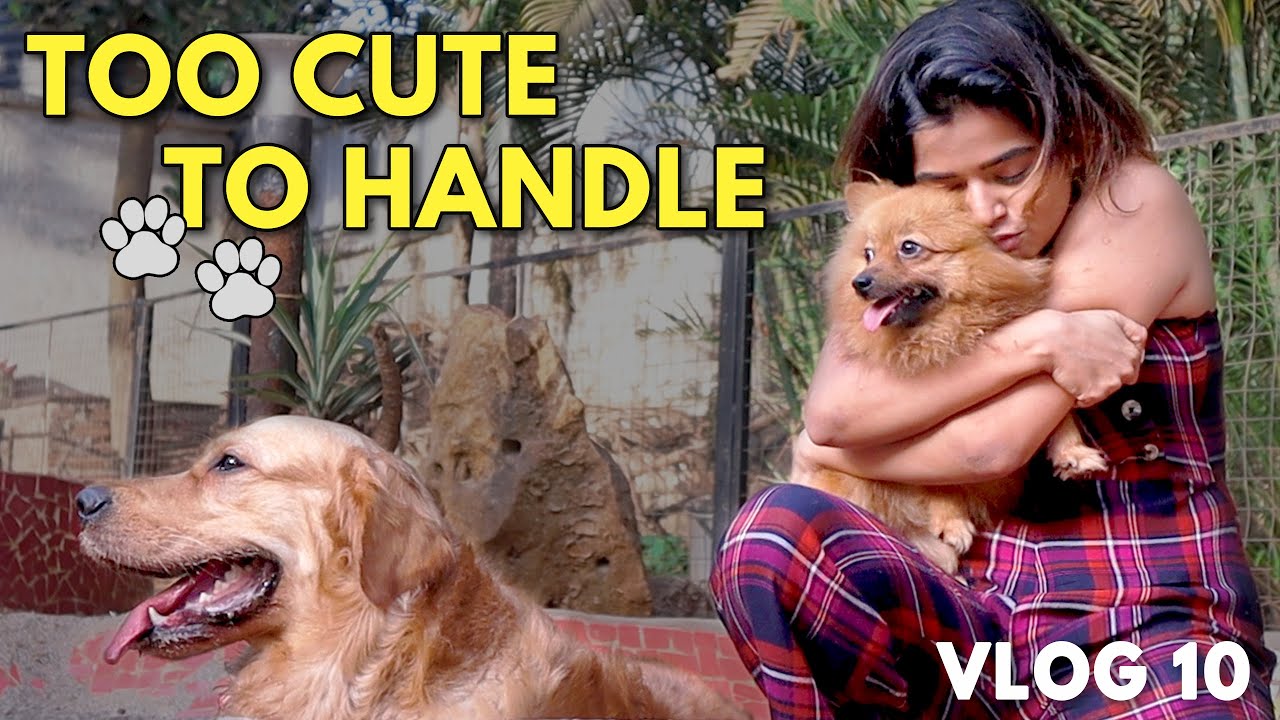 PAWSOME DAY OUT | VLOG 10 - YouTube