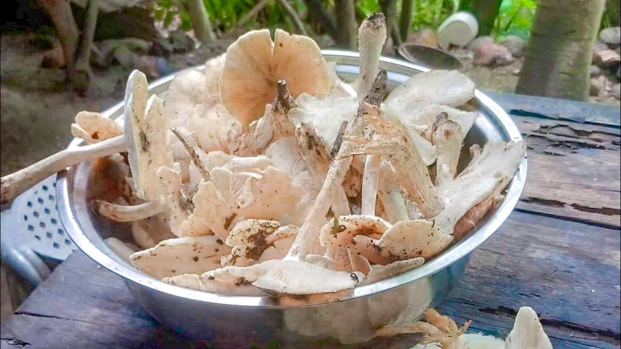 Mushrooms Nature, Kabute, ohong 😋 - YouTube