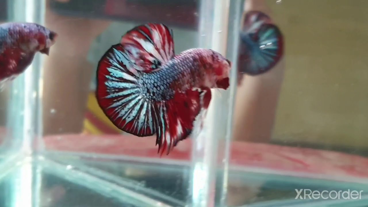 ( Star BETTA 7 ) giant _ pls di lke and subs - YouTube