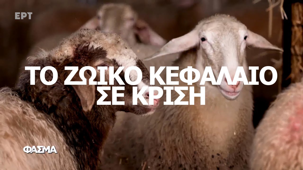 Το ζωικό κεφάλαιο σε κρίση | Φάσμα | ΕΡΤ - YouTube