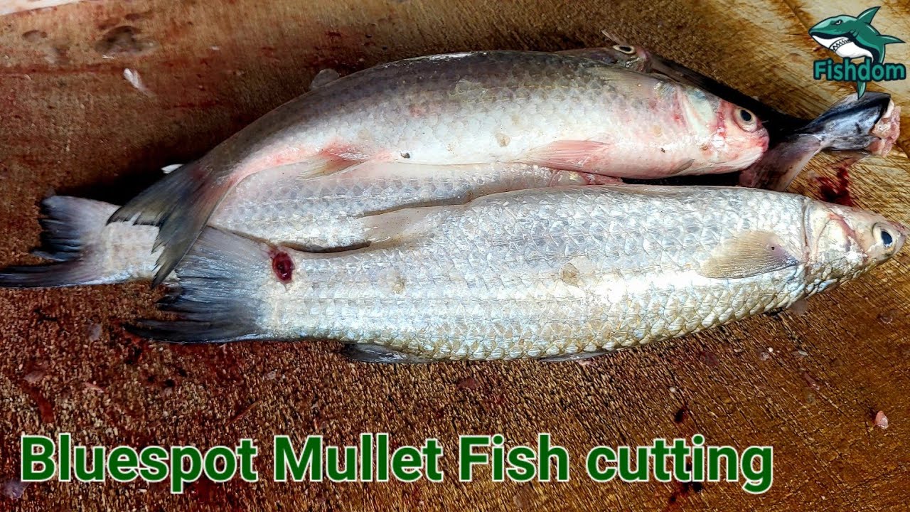 Awsome 😲! village fish market. Bluespot Mullet fish cutting and ...