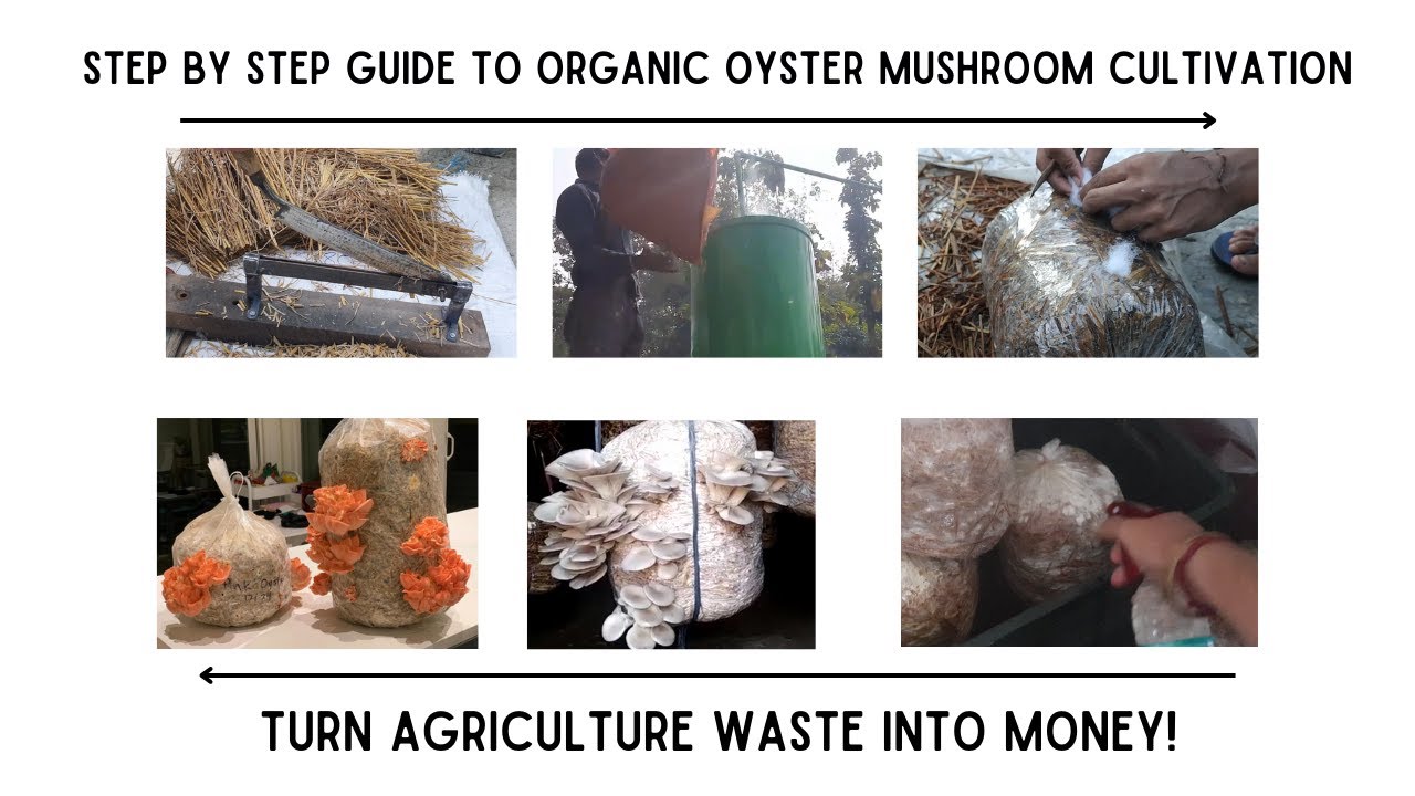 How to Start Oyster Mushroom Farming - Everything You Need to Know ...