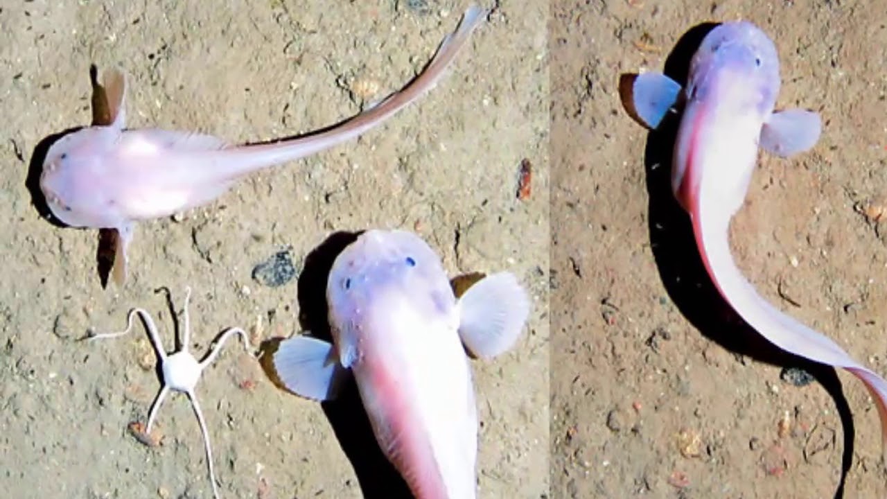 আজব মাছ হাতে নিলেই গলে যায় || The strange fish melts when taken in ...